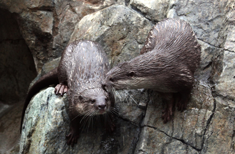 Asian Small-clawed Otter | Ocean Park Hong Kong