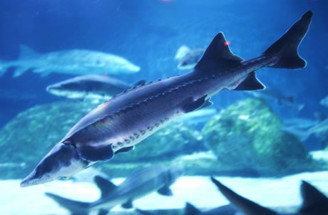 Chinese Sturgeon | Ocean Park Hong Kong