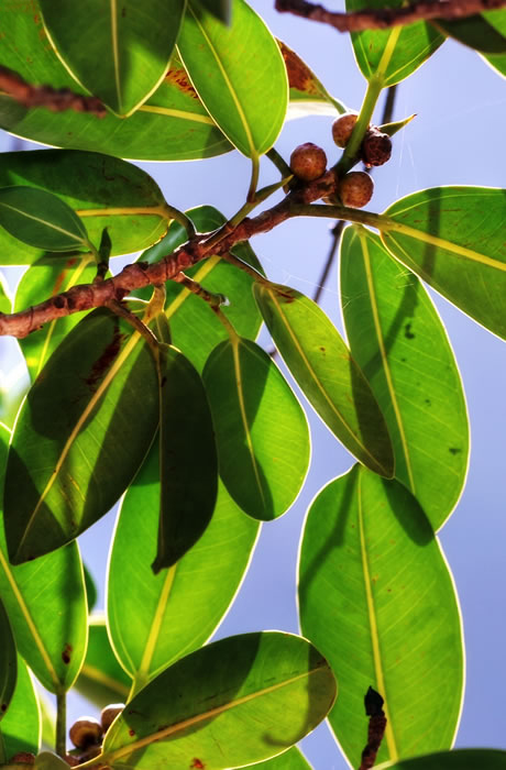 Mountain Fig | Ocean Park Hong Kong