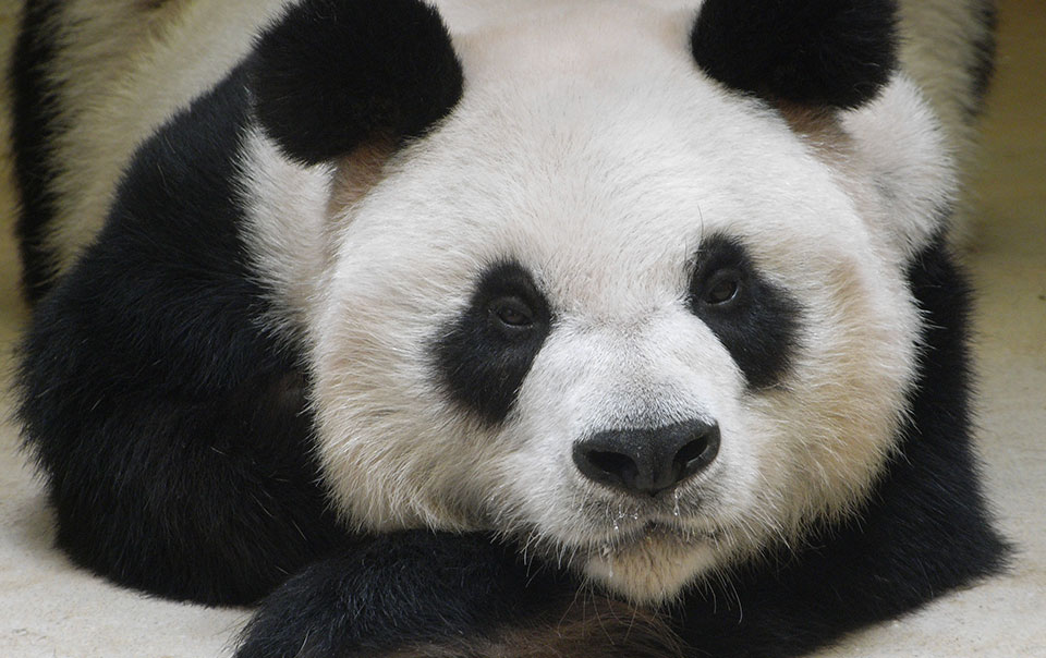 Profile of Giant Pandas | Ocean Park Hong Kong