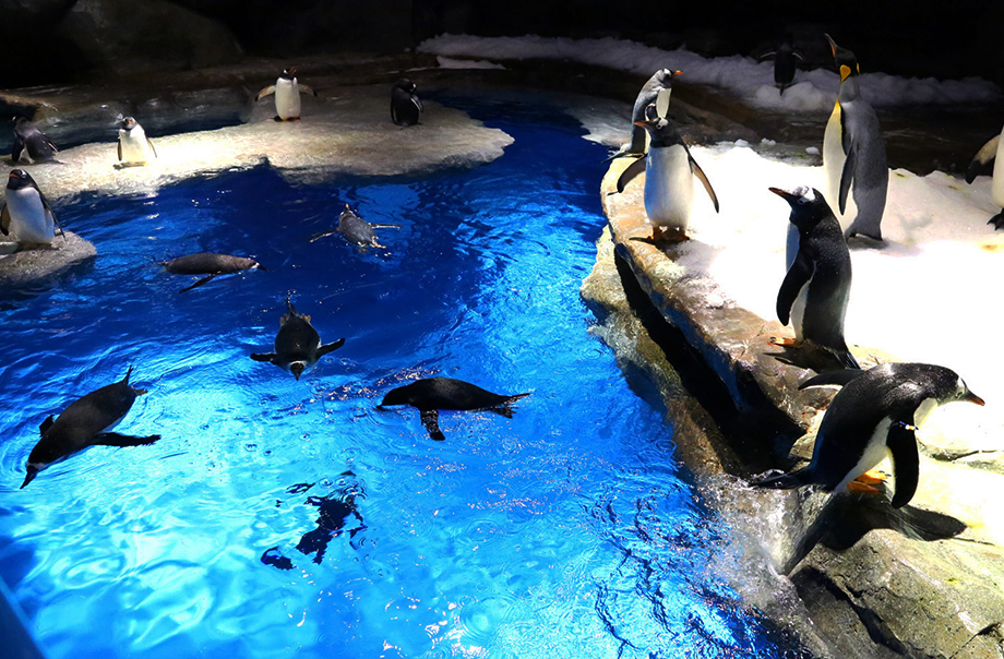 Penguin Feeding | Ocean Park Hong Kong