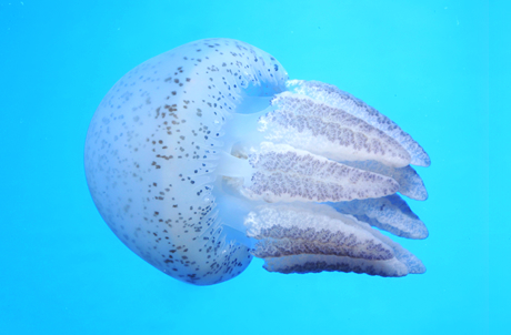 Sea Jellies | Ocean Park Hong Kong