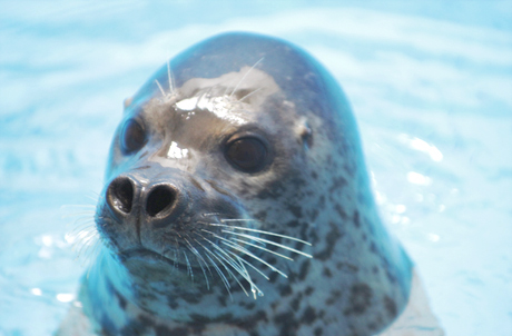 Spotted Seal | Ocean Park Hong Kong