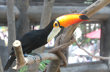 Toco Toucan | Ocean Park Hong Kong