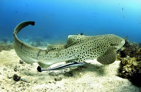Zebra Shark | Ocean Park Hong Kong